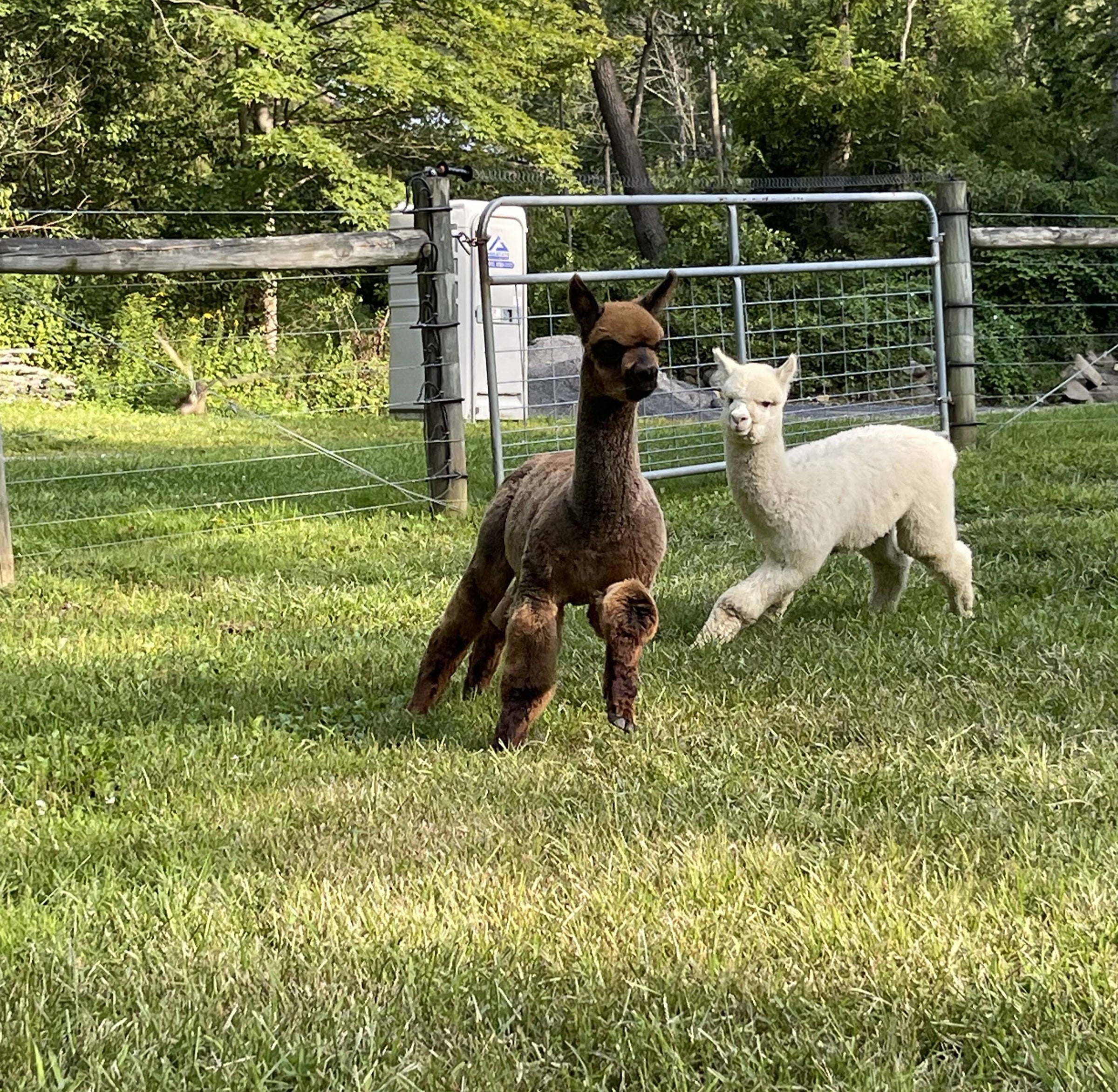 Alpacas NJ | Hidden Brook Ranch Alpaca