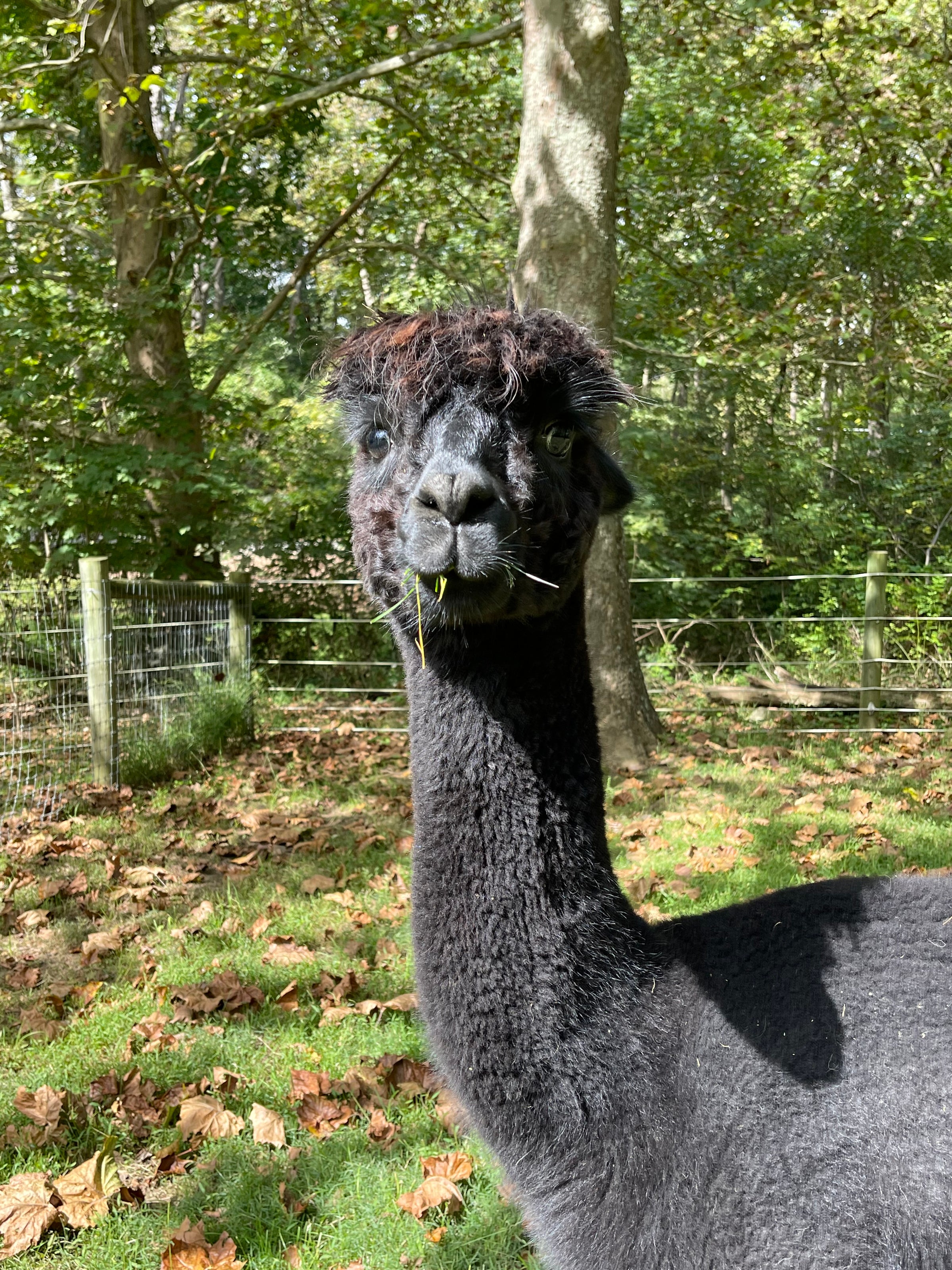 Alpacas NJ | Hidden Brook Ranch Alpaca