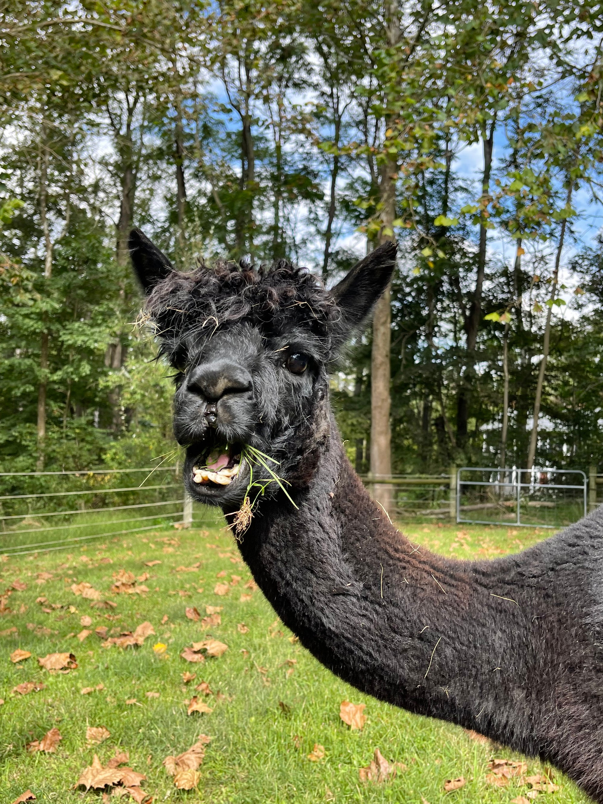 Alpacas NJ | Hidden Brook Ranch Alpaca