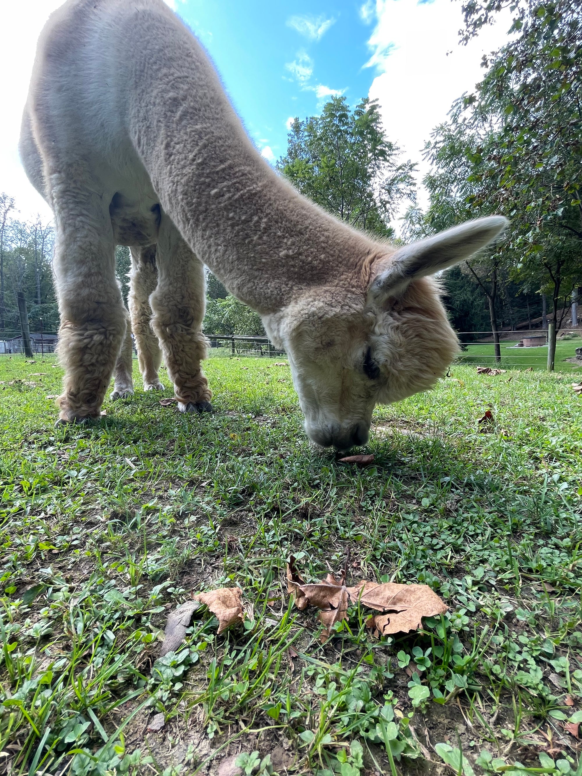 Alpacas NJ | Hidden Brook Ranch Alpaca