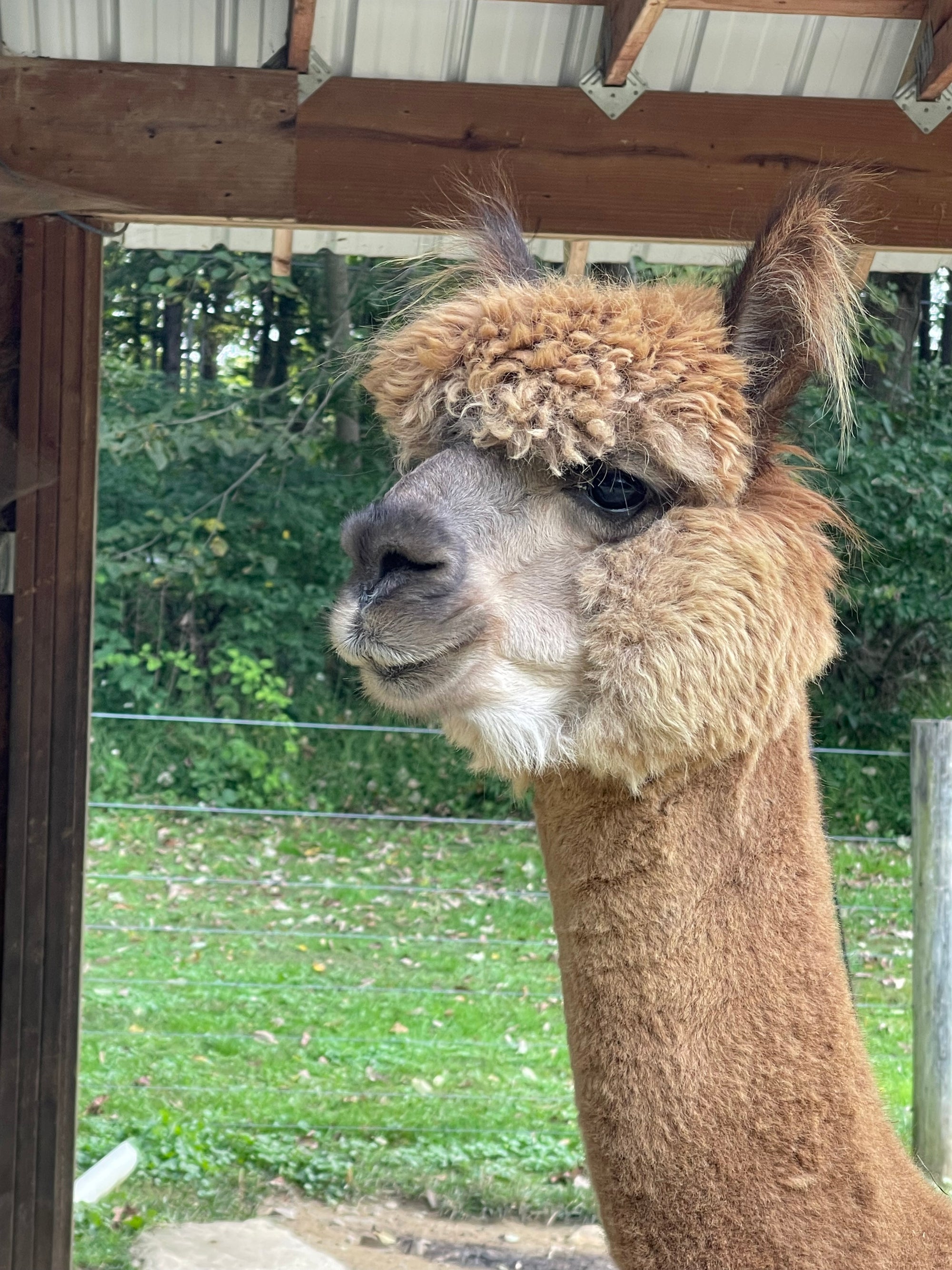 Alpacas NJ | Hidden Brook Ranch Alpaca